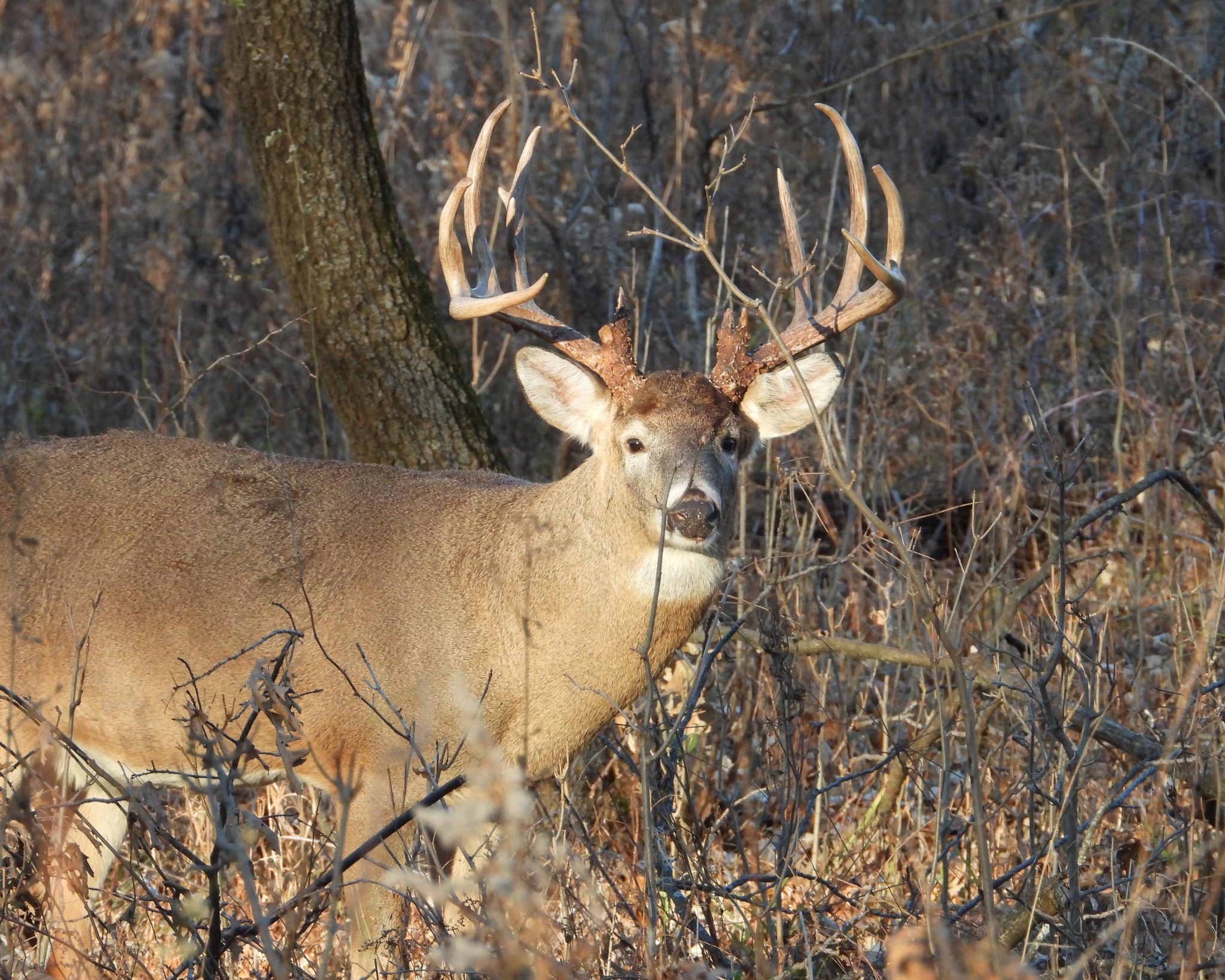 Whitetail Deer Hunting – combatimpact